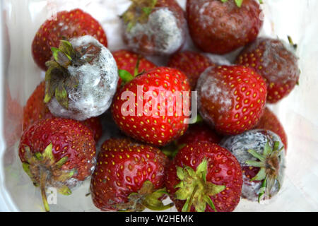 Punnet of mouldy strawberries Stock Photo - Alamy