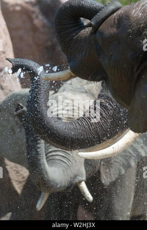 Magdeburg, Germany. 26th June, 2019. An African elephant splashes its ...
