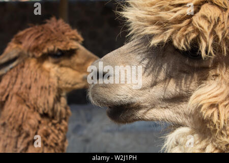 Alpaca wool is widely used in Peru Stock Photo - Alamy
