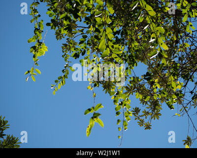 Vines Hanging Down from a Tree Stock Photo - Alamy