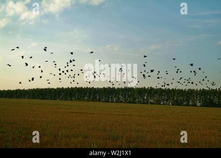 a flock of rooks on a sloping field in autumn, Russia Stock Photo - Alamy