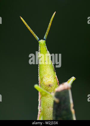 Extreme close portrait of a Northern Slantface grasshopper ...
