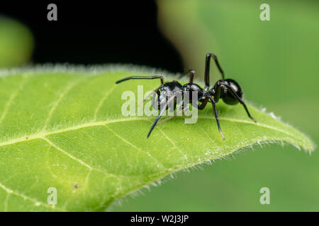 Ant mimic jumping spider, Ant spider (Myrmarachne formicaria), female ...