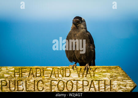 Jackdaw Corvus monedula Bemton Cliffs Stock Photo - Alamy