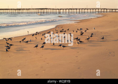 MORNING GLORY: Seagulls gather in joy along Virginia beach after a ...