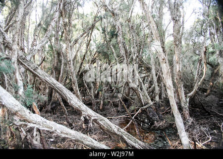 The Spectacles Walk Trail, Perth Stock Photo - Alamy