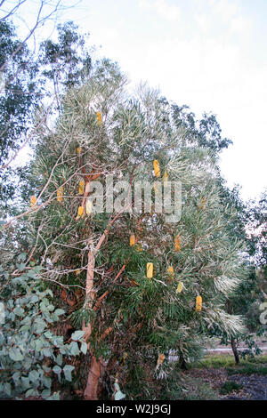 The Spectacles Walk Trail, Perth Stock Photo - Alamy