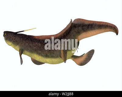 Xenacanthus was a carnivorous marine shark that lived in Devonian and ...