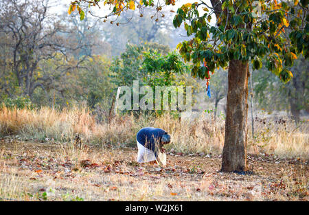 Mahua flowers : Madhuca longifolia Stock Photo - Alamy
