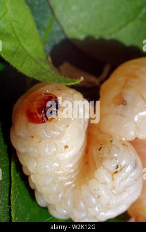 Beetle's larva close-up Stock Photo - Alamy
