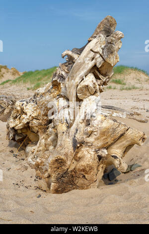 Tree stump in sand dunes, Death Valley, Death Valley National Park ...