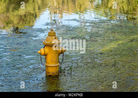 Fire hydrant in Toronto Stock Photo - Alamy