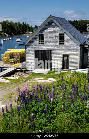 A boat house and lobster wharf with Lupines flowering in the tiny ...