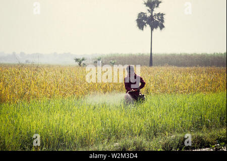 A farmer sprays the rice crop with pesticide in the paddy field Stock ...