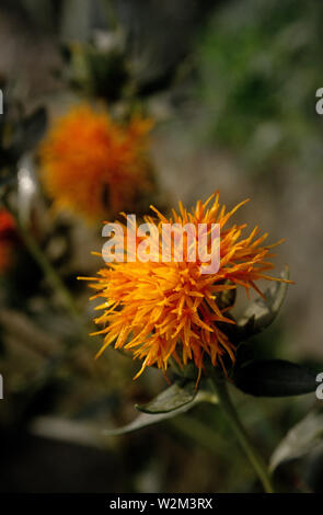 Kusum flower. Nayakrishi (new agriculture). Gorashin, Tangail ...