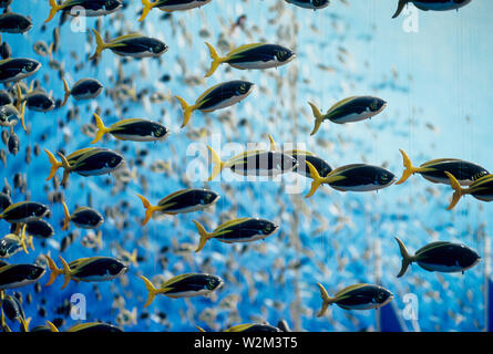 Artificial fish in Beijing Aquarium. China. May 2000 Stock Photo - Alamy