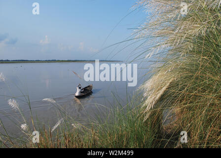 Kashphool (catkin) blooms with narrow leaves in autumn on the banks of ...