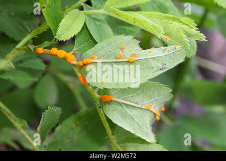 Rose Rust fungus on a leaf. This disease is caused by the rust fungus ...