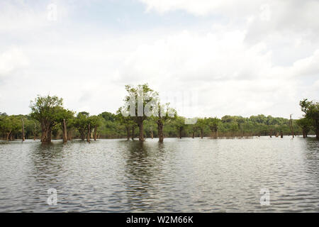 Landscape, Igapós, Cuieiras River, Manaus, Amazônia, Amazonas, Brazil ...