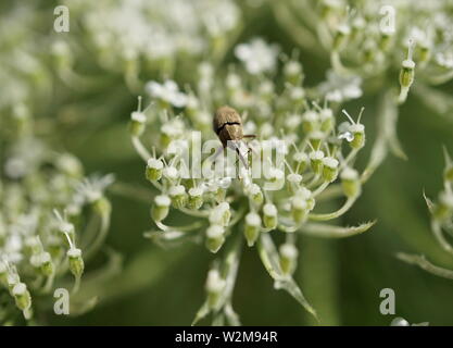 Close up of betulapion simile bug on queen anne’s lace Stock Photo - Alamy