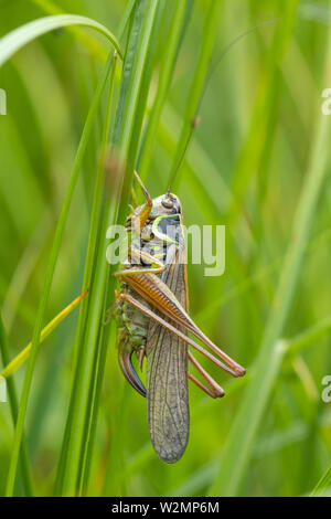 Roesel's Bush-cricket, insect, cricket, Metrioptera roeselii, form ...