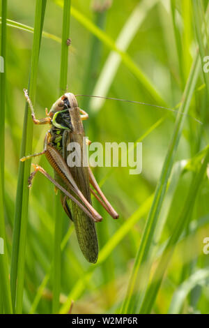 Roesel's Bush-cricket, insect, cricket, Metrioptera roeselii, form ...