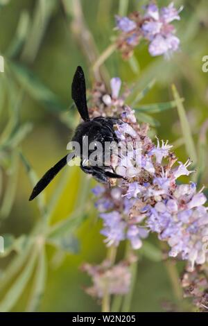 Carpenter bees are species in the genus Xylocopa of the subfamily ...