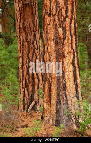 Old growth Ponderosa Pine Pinus ponderosa Delentment Lake Oregon Stock ...