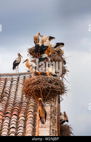White stork colony, Alfaro, La Rioja, Spain, Europe Stock Photo - Alamy