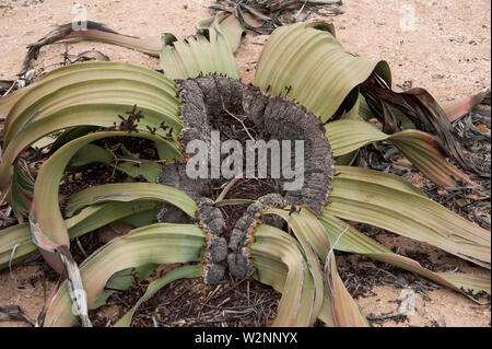 Welwitschia (Welwitschia mirabilis). Plant of ancient origins and Stock ...