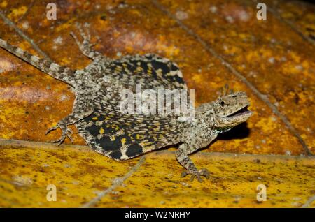 Common flying dragon (Draco volans Stock Photo: 122700493 - Alamy