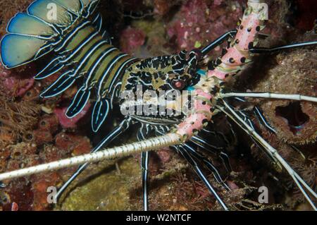 Painted Spiny Lobsters (Panulirus versicolor) under coral reef, Gaafu ...