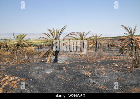 Burnt palm tree plantation. Fire damage to a grove of date palm trees ...