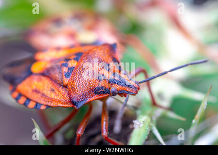 true bugs are part of Israels wildlife Stock Photo - Alamy