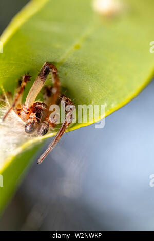 spiders are part of Israels wildlife Stock Photo - Alamy