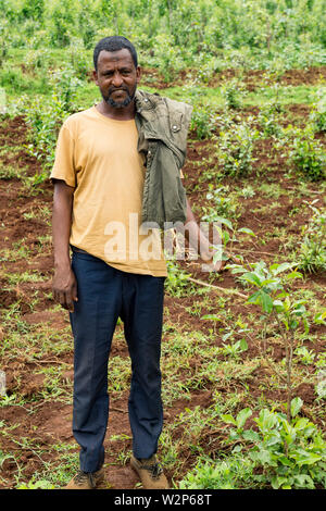 Khat (Catha edulis) production in farm in Illubabor, Ethiopia Stock ...