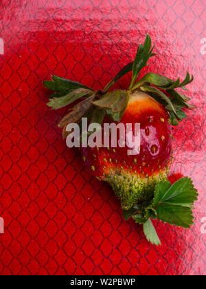 GENETICALLY MODIFIED FOODS GMO One red strawberry, two stems and one ...