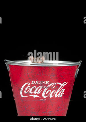 a brown rat plays in a coke biucket in a studio setting Stock Photo - Alamy