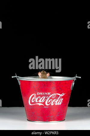 a brown rat plays in a coke biucket in a studio setting Stock Photo - Alamy