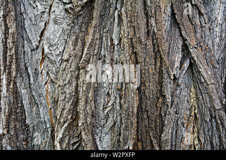 acacia timber tree wooden surface wallpaper structure texture ...