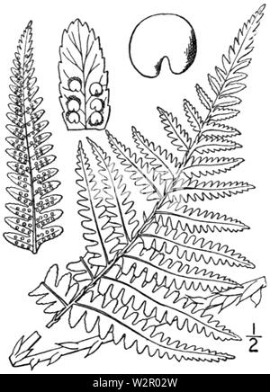 Dryopteris filix-mas, Male Fern. Wild plant shot in the spring Stock ...