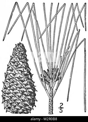 Loblolly Pine Tree Seedling Stock Photo - Alamy