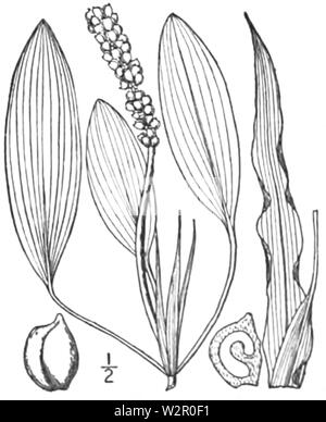 Potamogeton americanus, a species of aquatic plant, is shown with ...