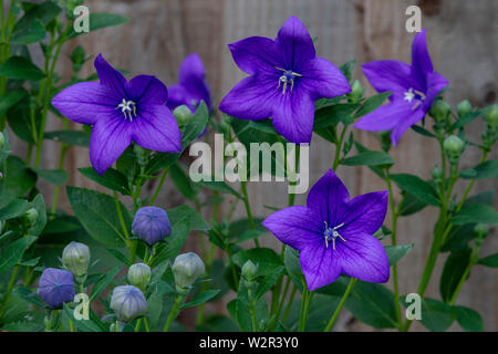 Phlox 'Nicky' Phlox paniculata growing in a back garden border in ...