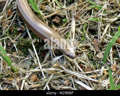 Slow Worm Snake in the Grass Scottish Highlands Scotland UK Stock Photo ...