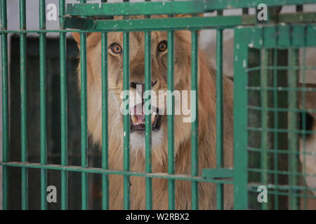 Baghdad, Iraq. 10th July, 2019. A tiger climbs a tree inside its ...