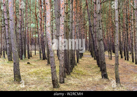 A grove of pine trees planted in a straight line, forest nature landscape background long and ...