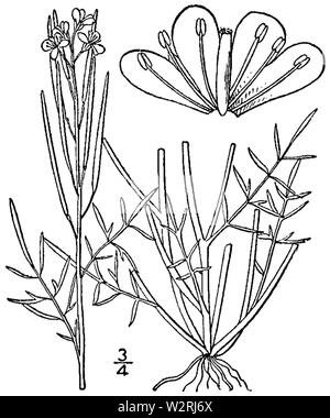 Cardamine parviflora var arenicola Cardamine parviflora var arenicola ...