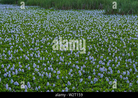 Water Hyacinths on Trapper Slough, California Stock Photo - Alamy