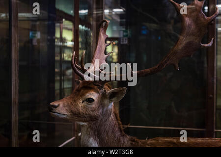 3 SEPTEMBER 2018, VIENNA, AUSTRIA: Collection of meteorites is ...